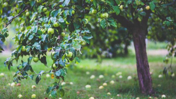 A Timeline of Christmas Carols | Cathedral Music Trust